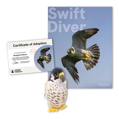 Adoption Center>Adopt an Animal>Adopt a Peregrine Falcon